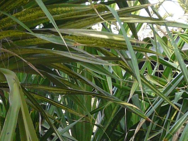 tall grass texture 0017 - Texturelib